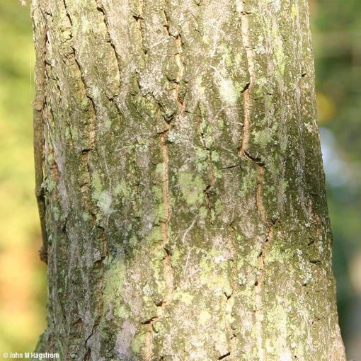 Buy affordable Sourwood trees at our online nursery - Arbor Day Foundation Buy affordable Sourwood trees at our online nursery - Arbor Day Foundation