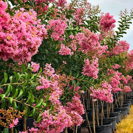 Sioux Crapemyrtles for Sale at Arbor Day's Online Tree Nursery - Arbor ...