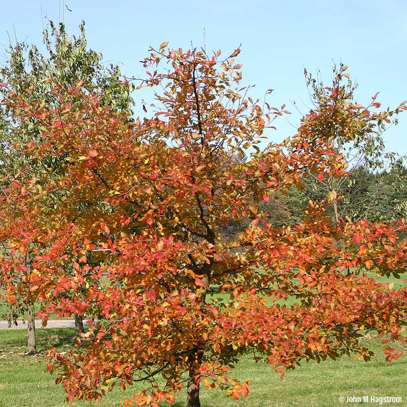 Learn About Black Tupelo - Potted 1 Gallon - Arbor Day Foundation