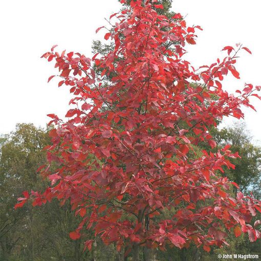 Learn About Black Tupelo - Potted 1 Gallon - Arbor Day Foundation