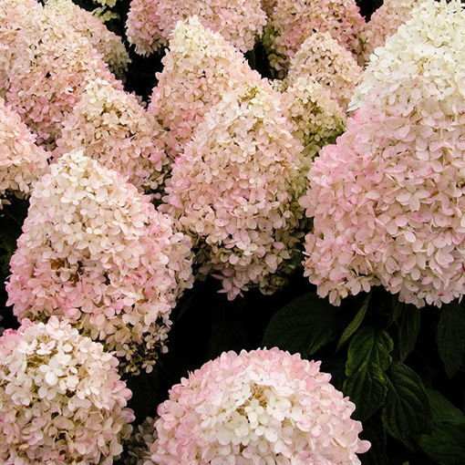 Sweet summer hydrangea store
