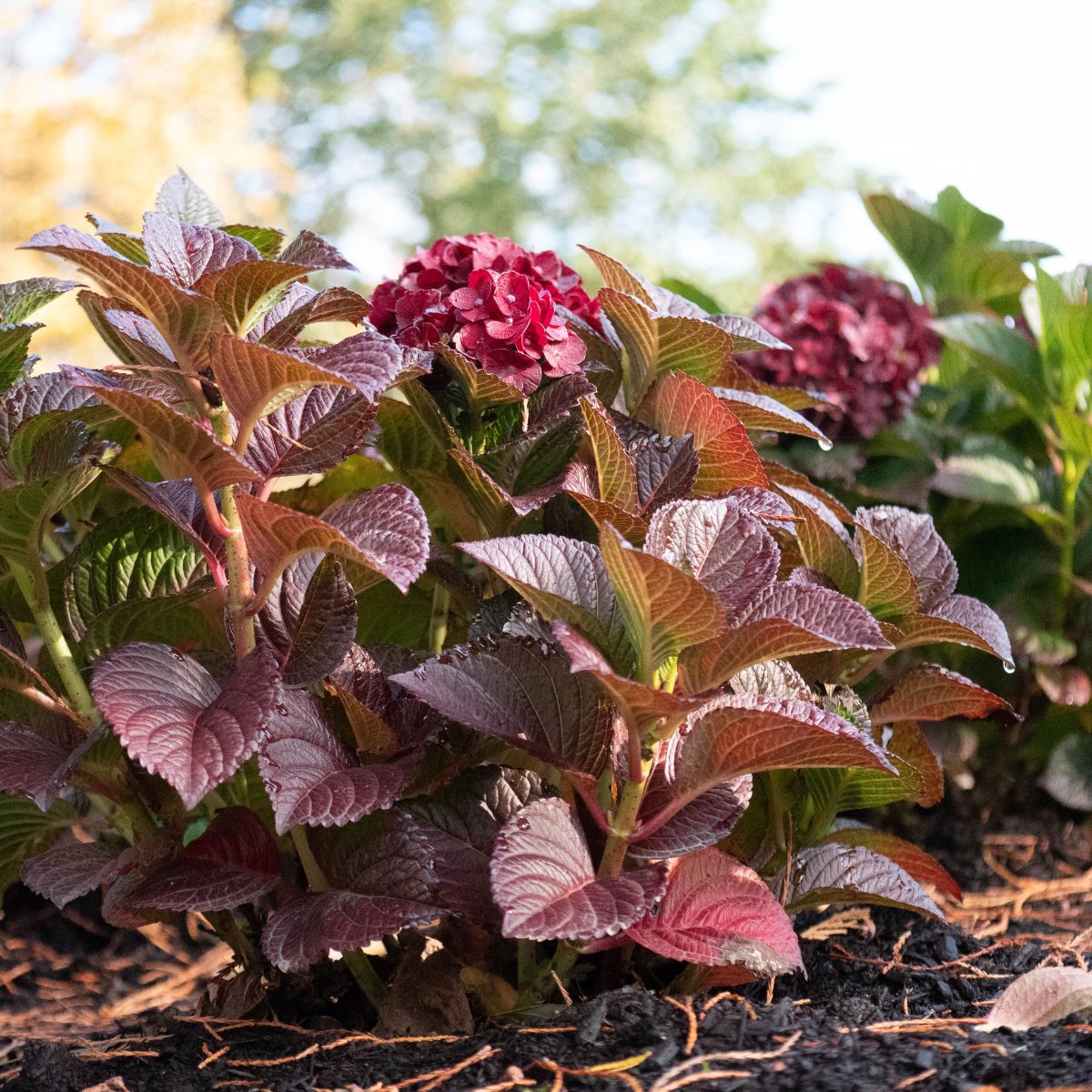 Cherry Go Round™ Hydrangeas For Sale At Arbor Days Online Tree Nursery